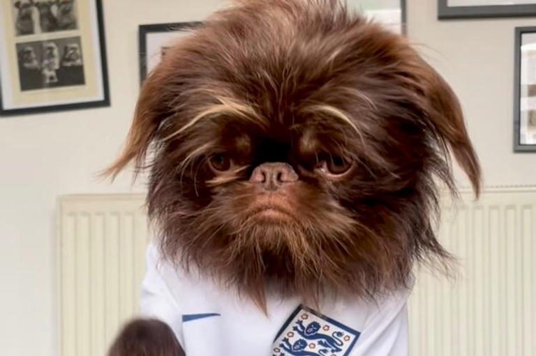 My dog predicts World Cup match results and got England game totally right