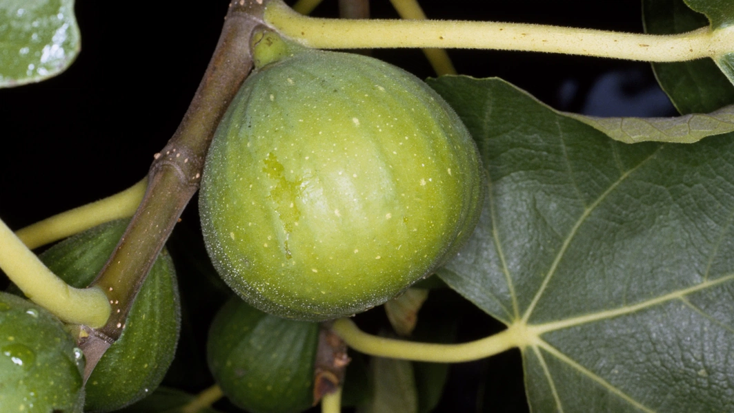 The complex mutualism of figs and fig wasps