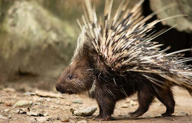 Leopard keeps testing a shield wall of quills as porcupine parents ...