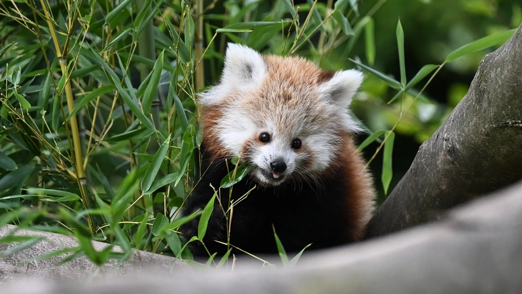 16 adorable and unusual pets
