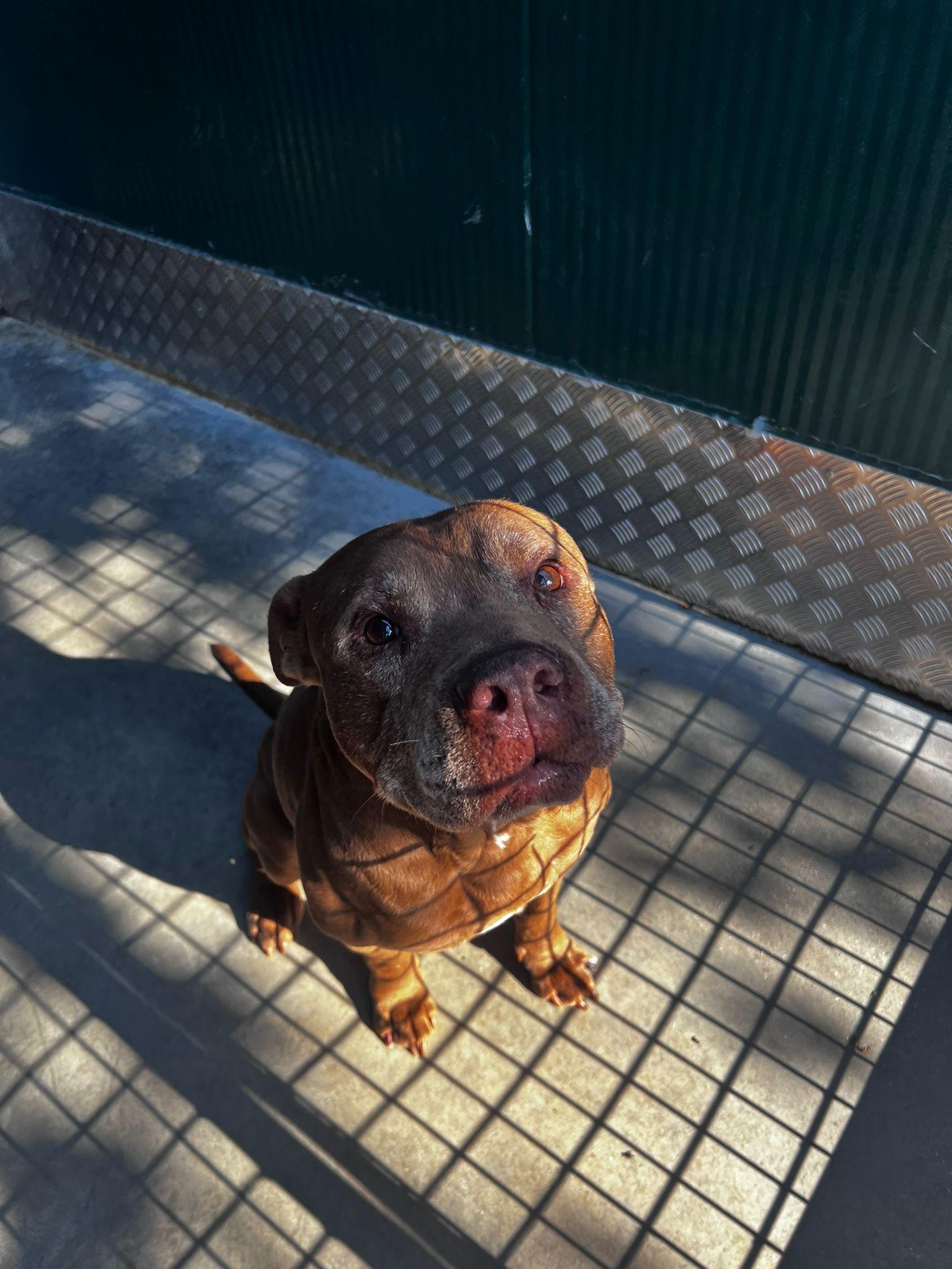 Abbandonati in una pensione, due pitbull in ostaggio della burocrazia