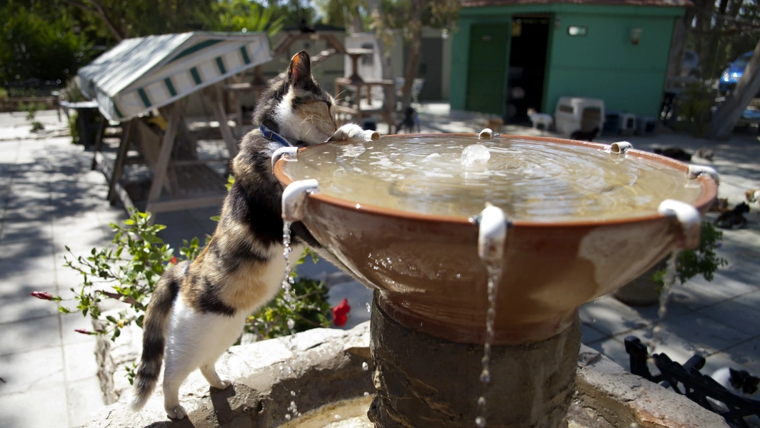 Why cats prefer flowing water