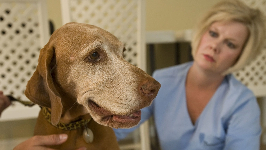 15 common human behaviors that stress dogs