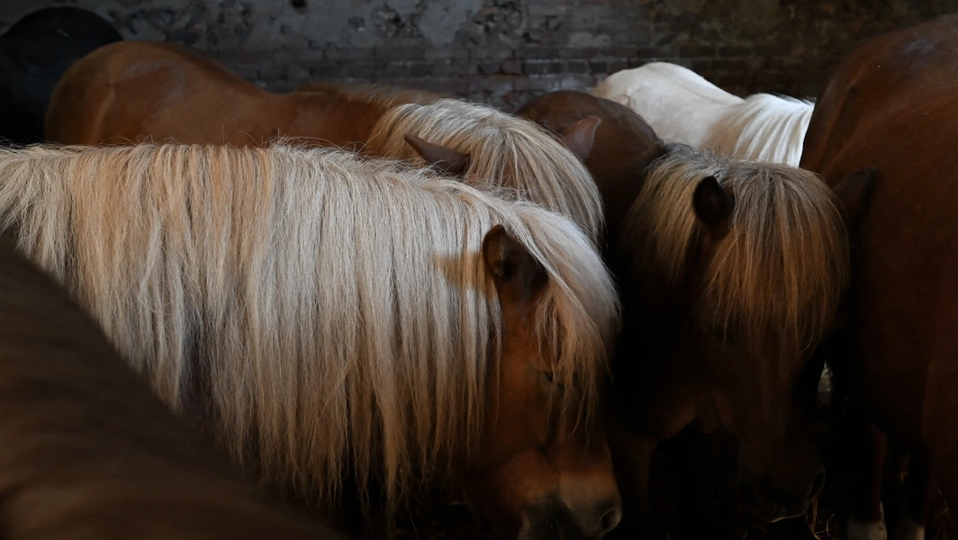 7 miniature horse and pony breeds worldwide