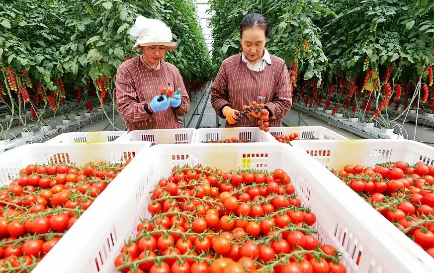 Grow sweeter, juicier tomatoes this summer