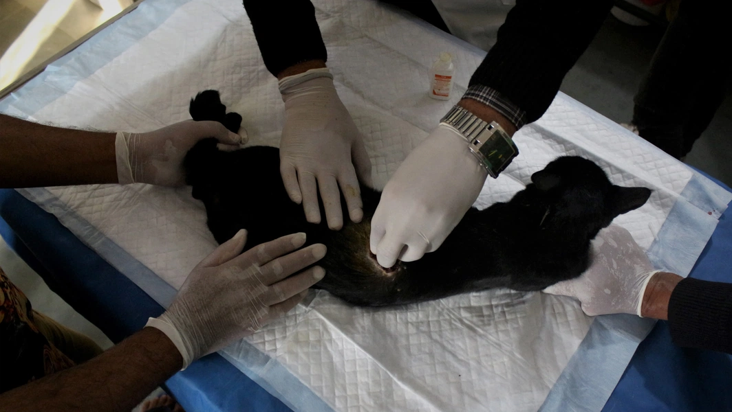 Recognizing end-of-life signs in cats