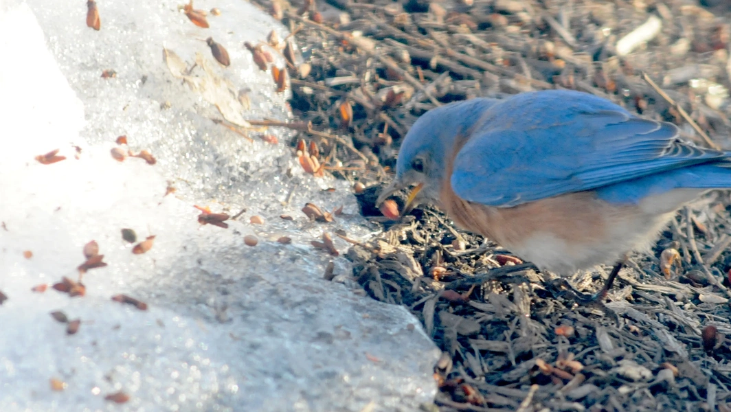 Proven methods to attract and protect bluebirds