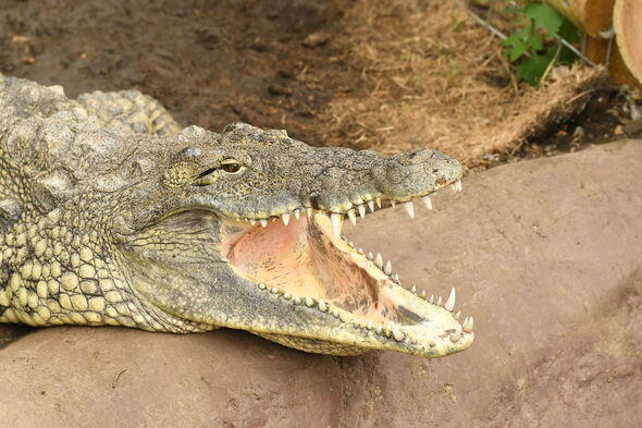 Boy, 3, 'thrown into crocodile enclosure' at UK zoo rescued by hero family