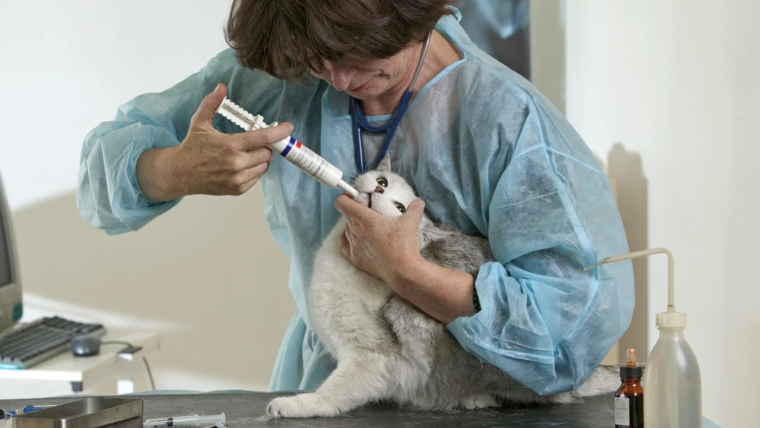 Comprehensive strategies for preventing cat flea infestations
