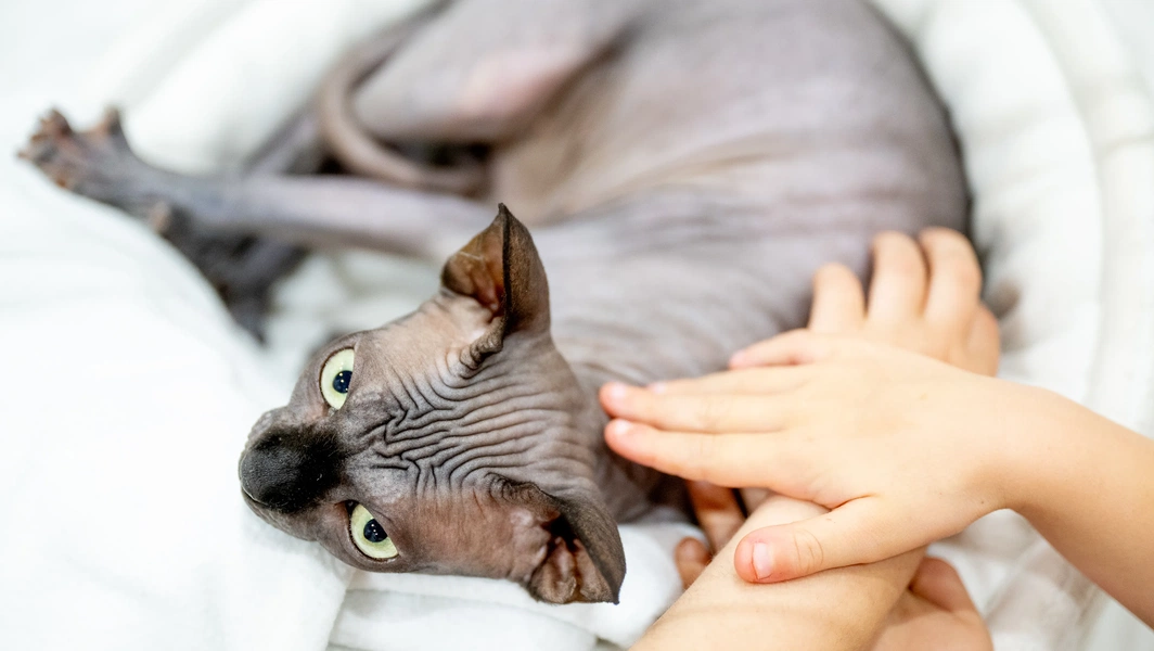 Helping shy cats gain confidence