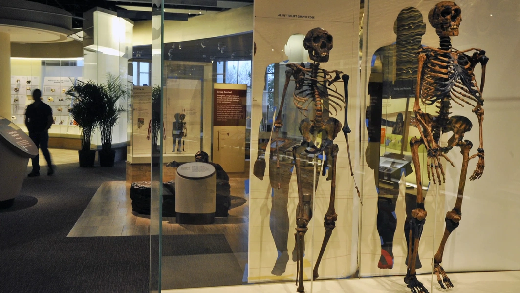 Neanderthal strength, adaptations, and survival challenges
