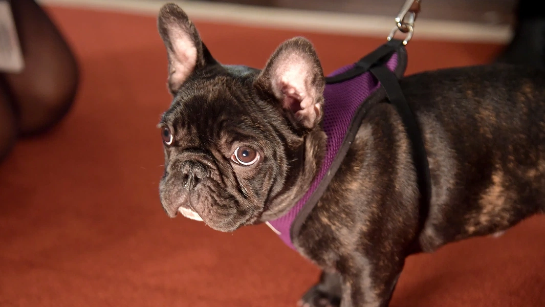 10 Popular Pets For Every Lifestyle
