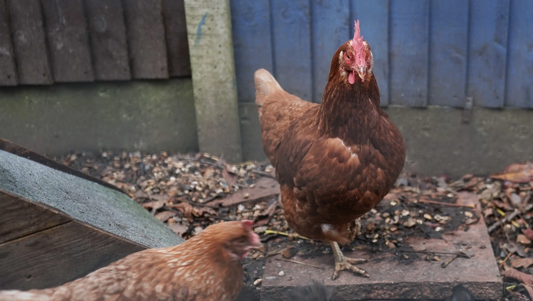12 domesticated animals that struggle in the wild