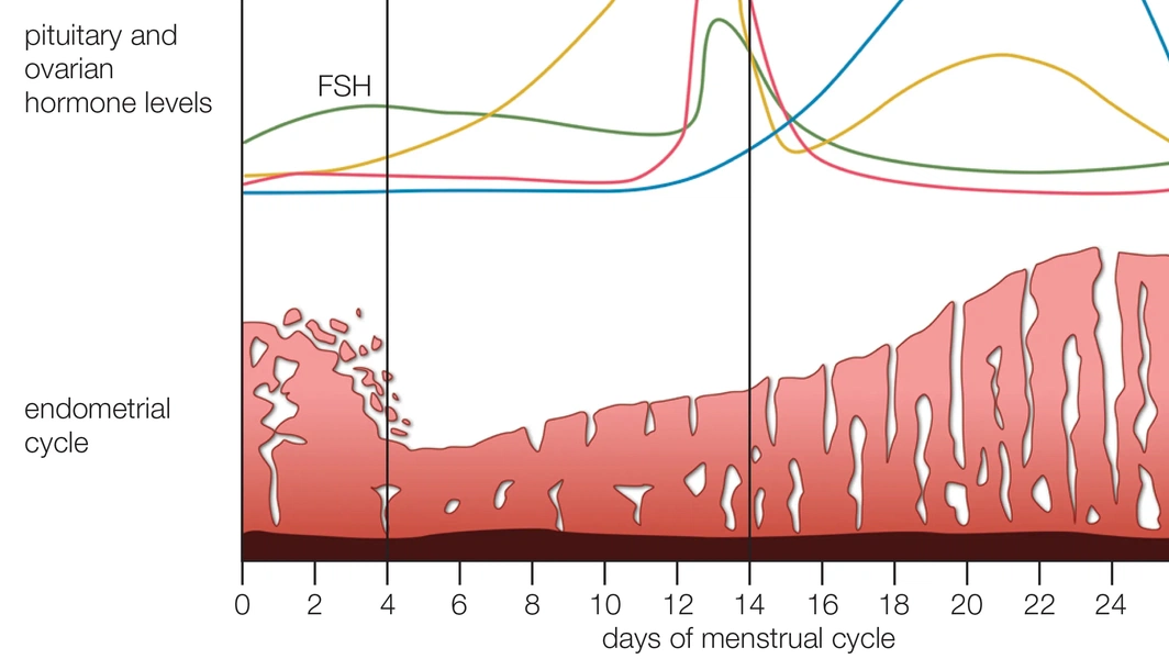 Workout strategies aligned with menstrual cycle phases