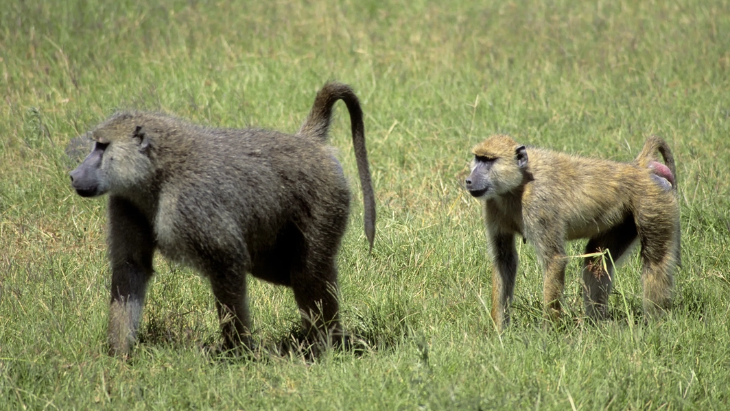 8 remarkable examples of animal intelligence