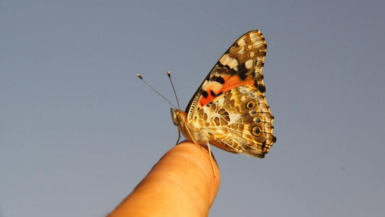 La mariposa que desafía continentes: 7.000 kilómetros de vuelo y una ...