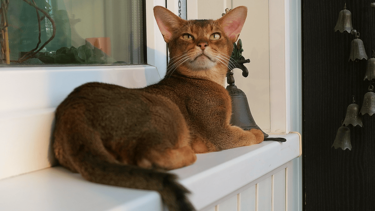 6 cat breeds with the personality of a golden retriever (you'll be ...