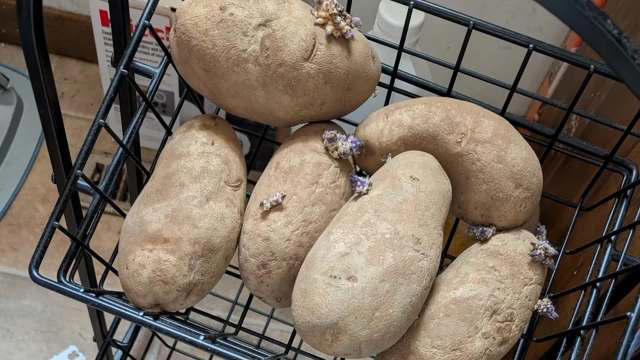 Composter grossed out by leaking potatoes learns they are exactly what ...