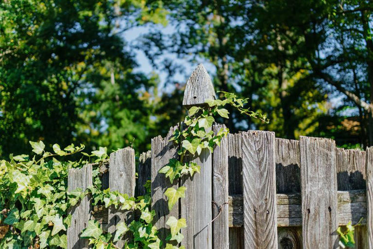 English ivy will stop regrowing if you use 3 methods to get rid of plant
