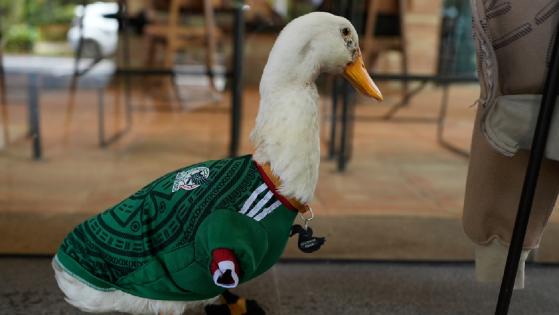Felipe Calderón estalla ante FIFA por nombrar embajador al Pato Merlín