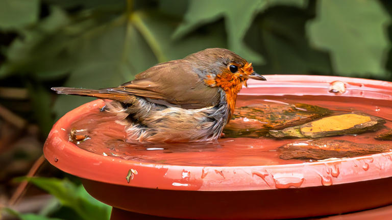Don't toss an old stool — make a cute birdbath flying friends will flock to