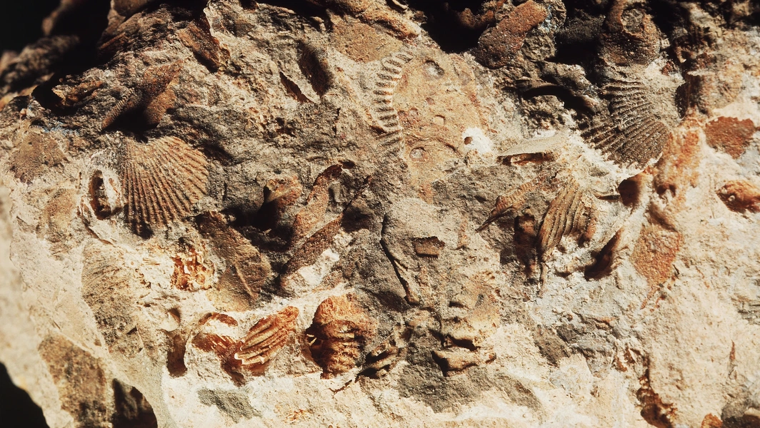 Ancient fossils show first land animals skipped tadpole stage