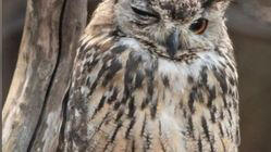 Mengenal Eurasian eagle owl: Burung hantu raksasa bermata oranye, sang ...