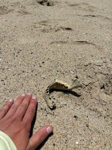 SoCal beachgoer makes horrifying discovery in sand