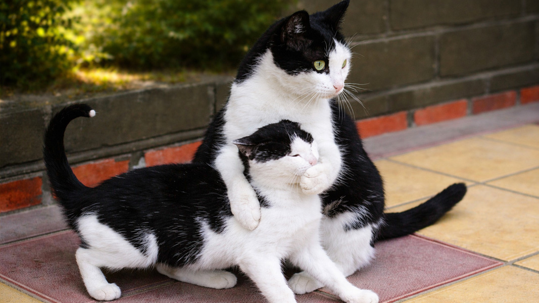 Hai Chú Mèo Này Đang Làm Gì Vậy?c