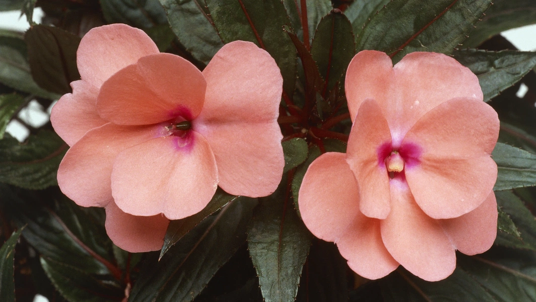 9 Annual Plants That Thrive in Shade