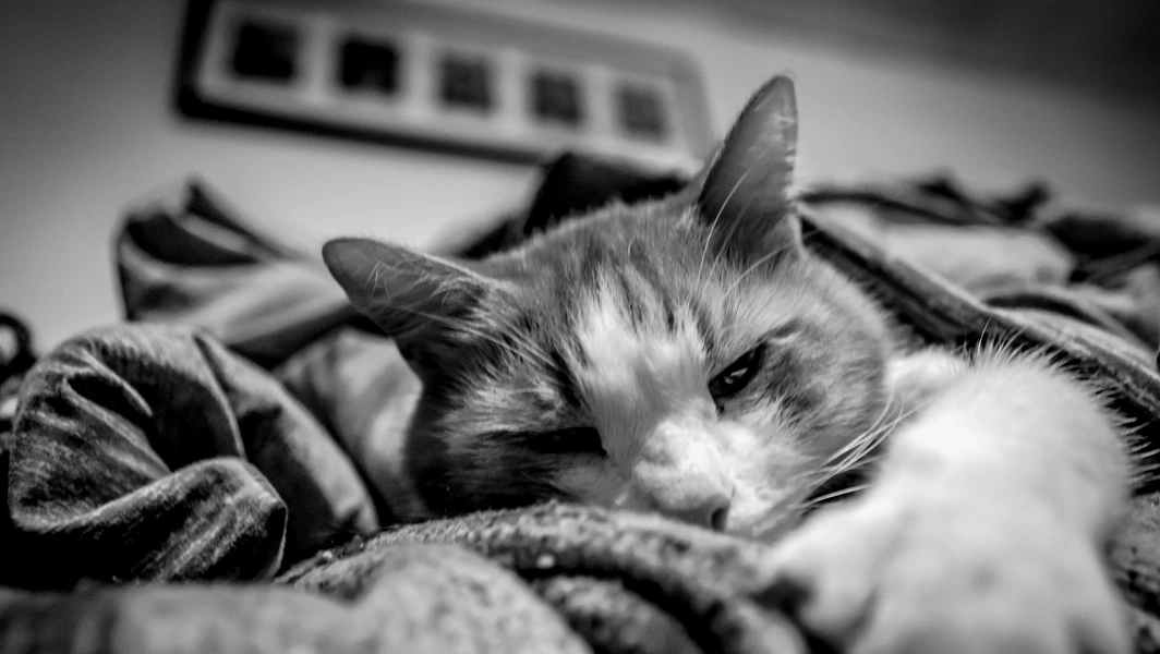 Recognizing end-of-life signs in cats