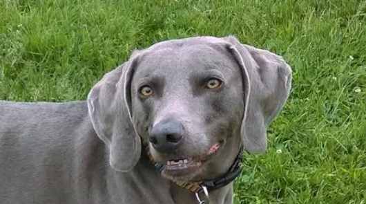 20 goofy good boys who put the capital duh in derp