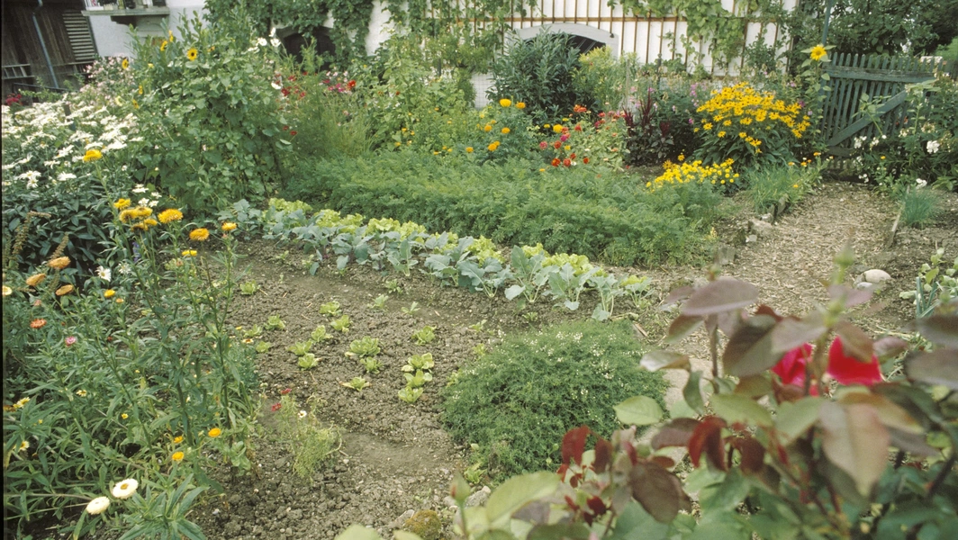 Smart companion planting hacks for thriving gardens