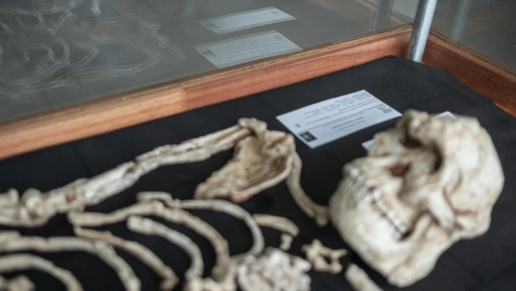 'Little Foot' fossil may represent unnamed human lineage
