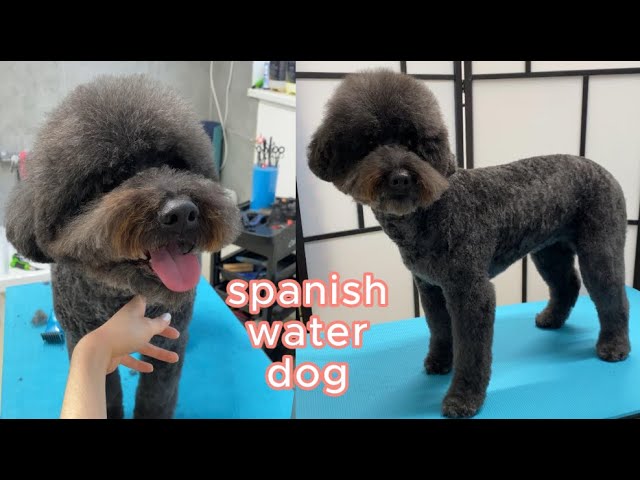 Spanish water dog groom (vertical video)