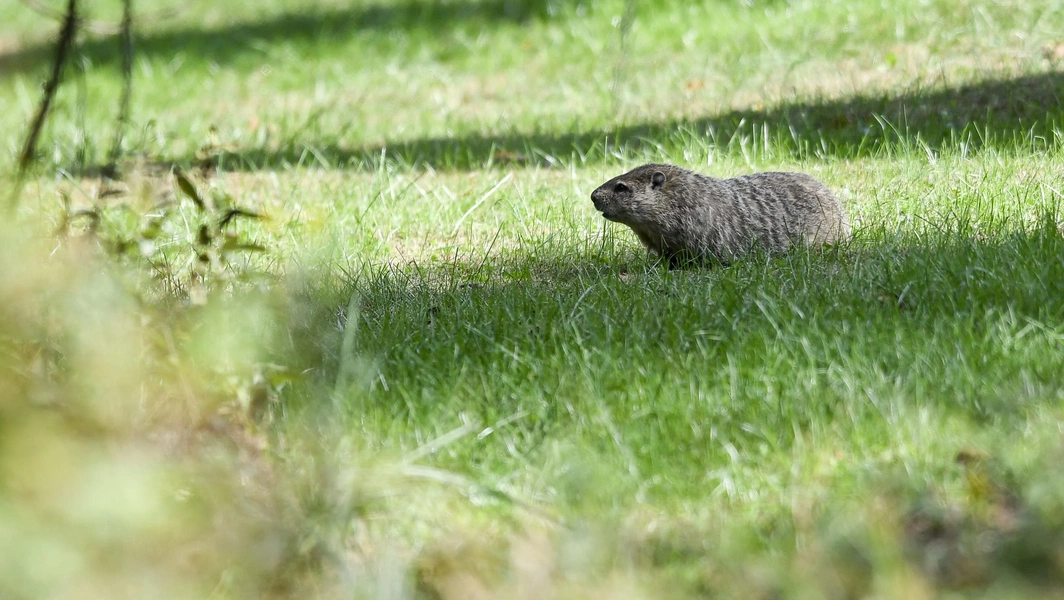 Groundhog-proof your yard the kind way