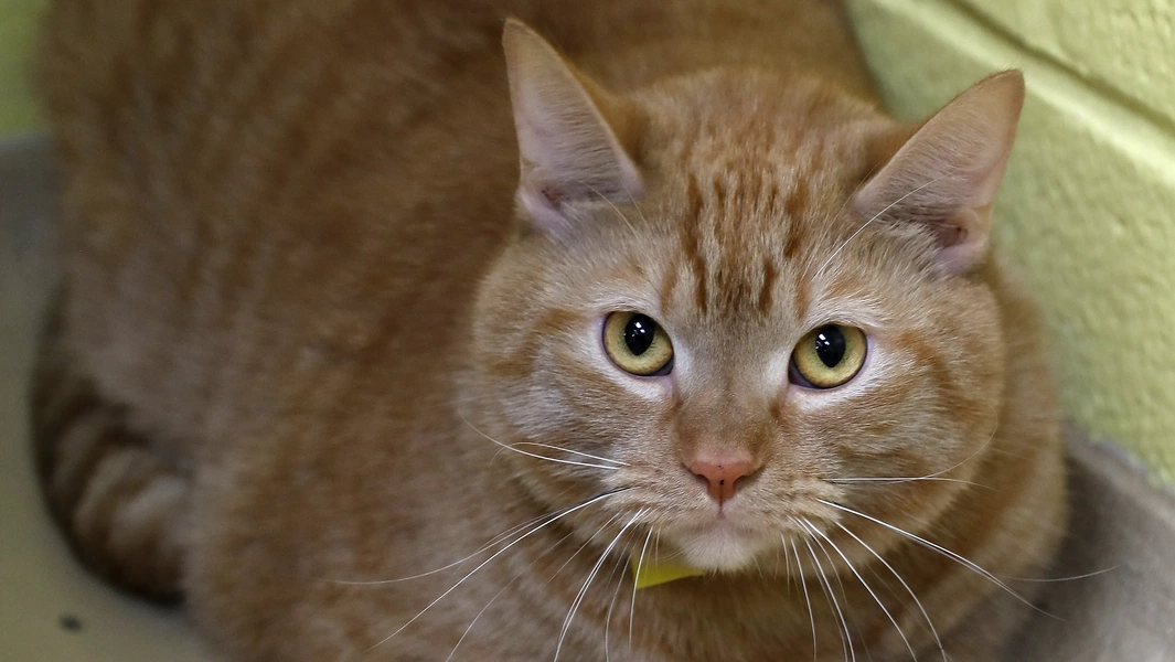 12 fascinating facts about orange cats