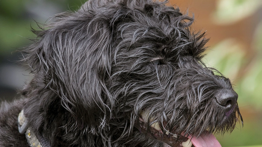 12 large dog breeds with minimal shedding
