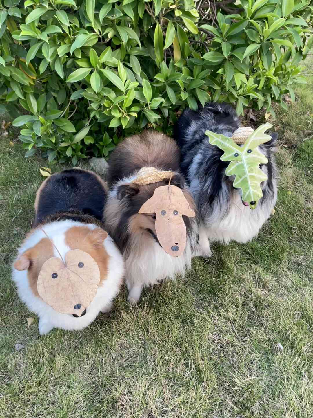POV: Every puppy officially found a leaf that perfectly matches their ...