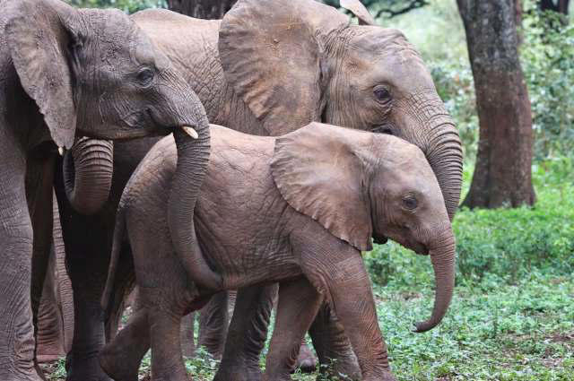 Trapped in a septic pit, orphaned elephant Zuri is now a 'chubby little ...