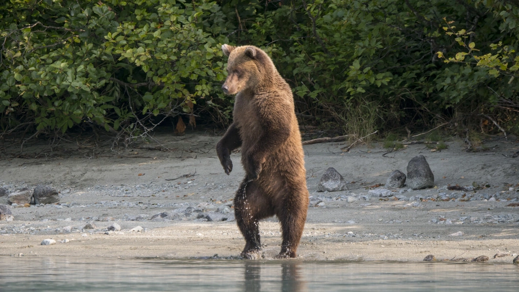 AI system to track brown bear behaviour and aid DNA collection