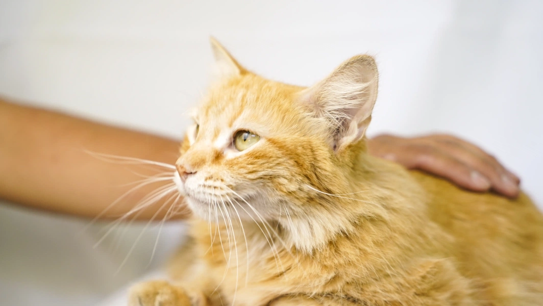 12 fascinating facts about orange cats