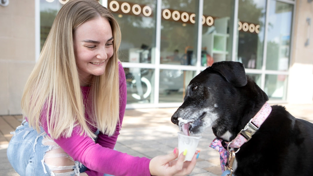 Gentle and effective dog training techniques