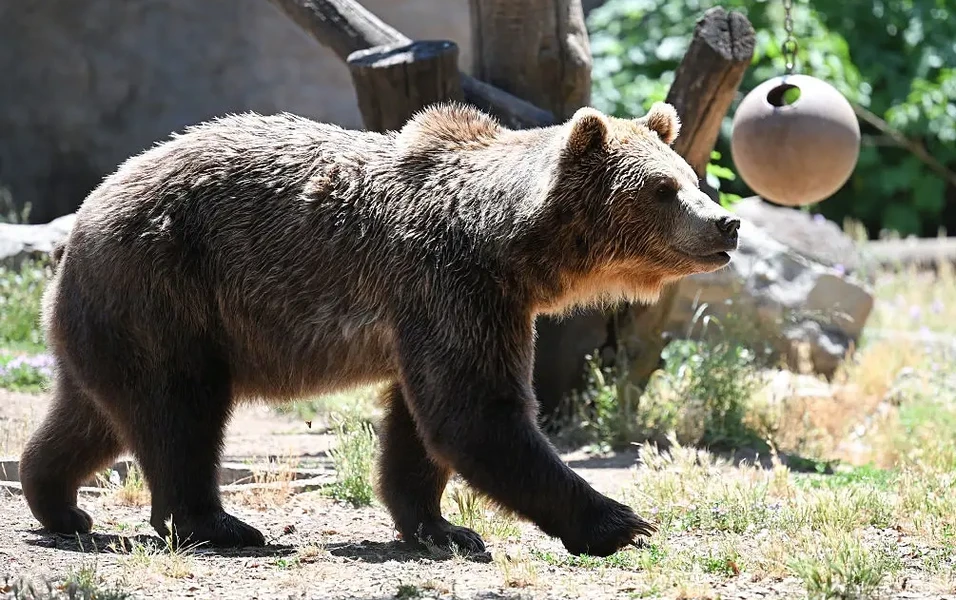 AI system to track brown bear behaviour and aid DNA collection