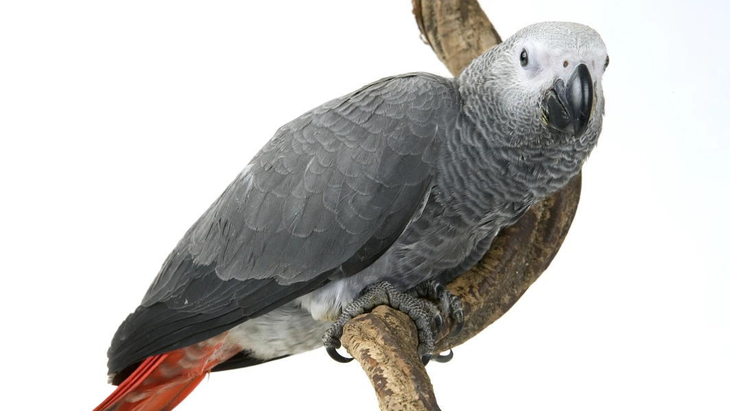 8 remarkable examples of animal intelligence
