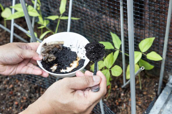 I asked 5 experts for the best natural methods to deter slugs from gardens