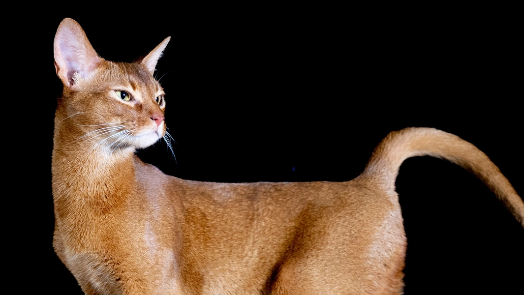 7 cat breeds that are easiest to train