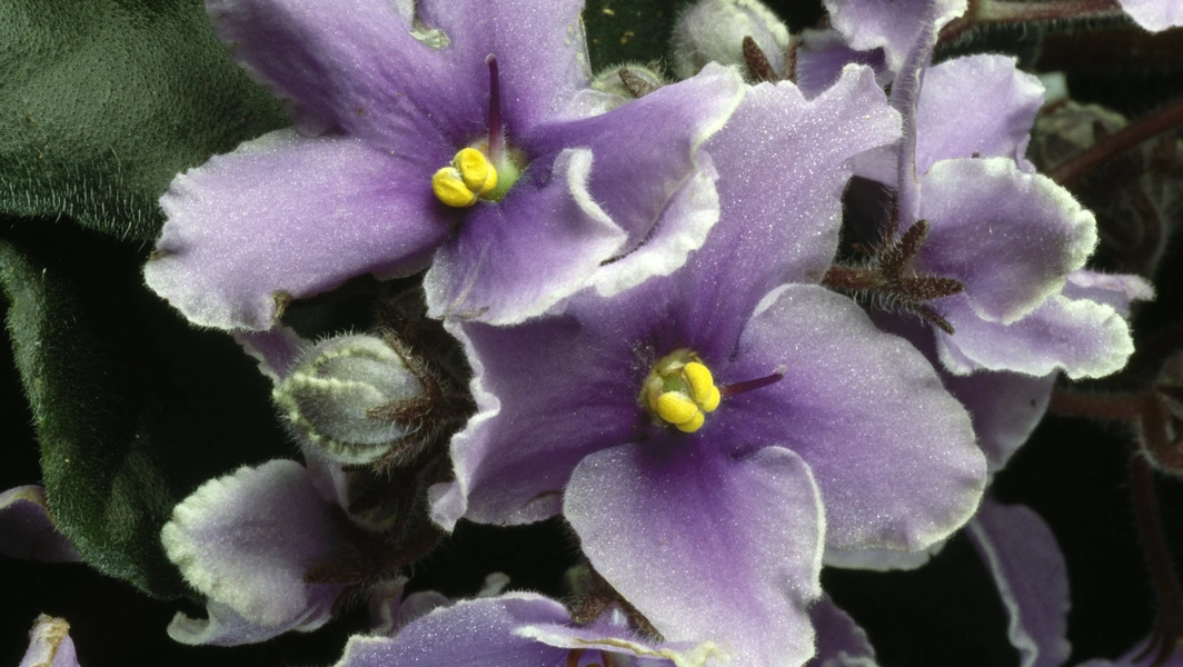 African violet care made simple for endless blooms