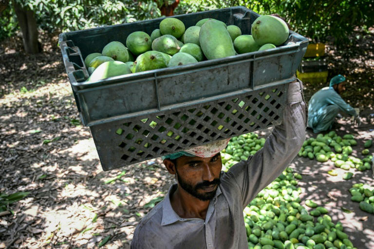 Pakistan's mango exports shrink as Middle East war impacts linger