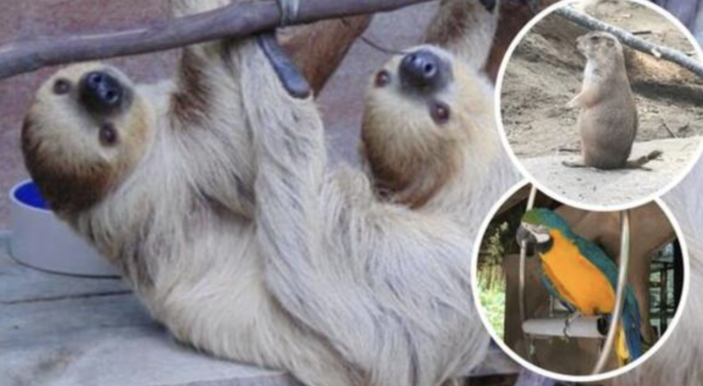 Largest zoo in New England offers admission deal for dads during Father ...
